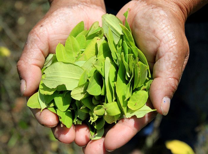 Cuba Uruguay Together In Coca Leaf Research Escambray